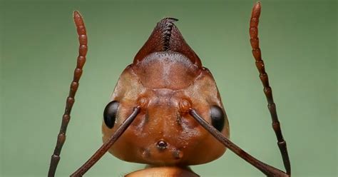 Do Ants Have Antennae Scifaqs