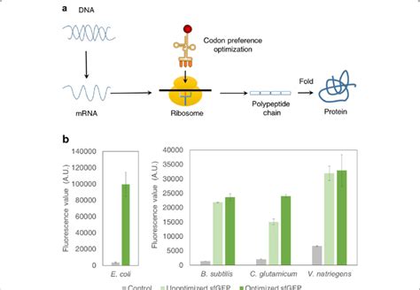 effect of codon optimization on protein expression of e coli b download scientific diagram
