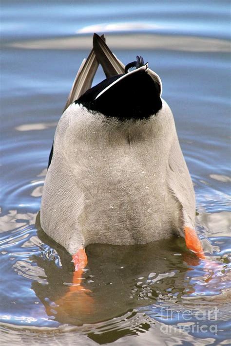 Duck Butt Photograph By Nicole Fleckenstein