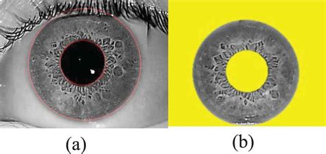 novel optimization based hybrid self organizing map classifiers for iris image recognition