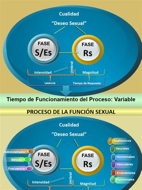 lamina proceso de la funcion sexual pdf