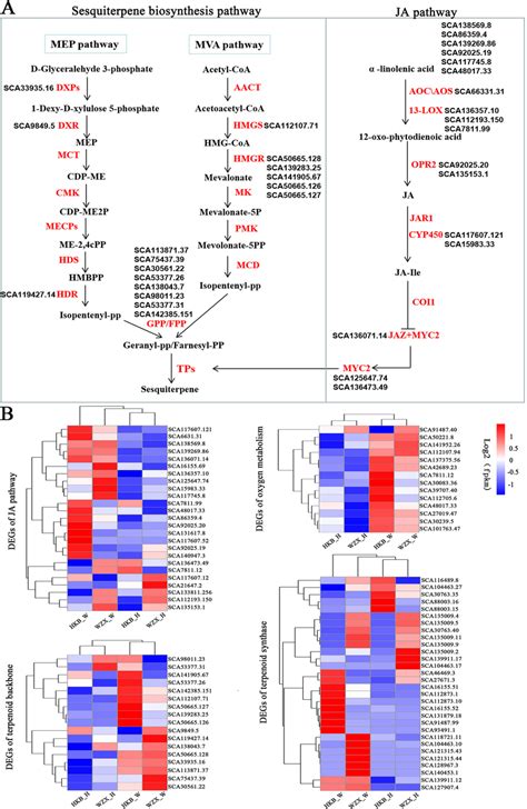 Heat Maps Of The Genes Involved In The Sesquiterpene Biosynthesis JA
