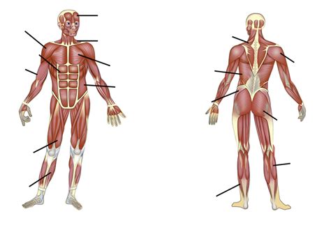 Muscle Labeling Diagram Quizlet