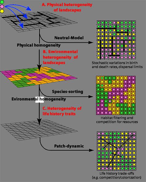 three main paradigms of the metacommunity theory and associated download scientific diagram