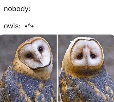 20 Memes That Show How Birds Can Inspire Internet Humor DeMilked
