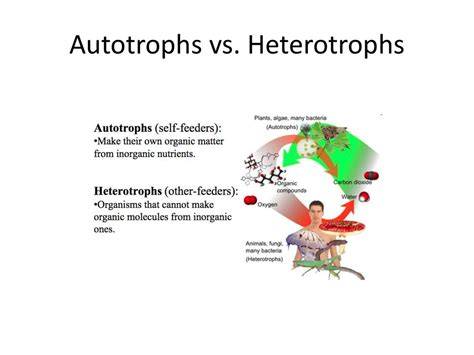 Chapter Cellular Energy Section How Organisms Obtain Energy Ppt