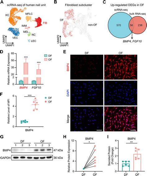 Frontiers Integrating ScRNA Seq And Bulk RNA Seq To Explore The
