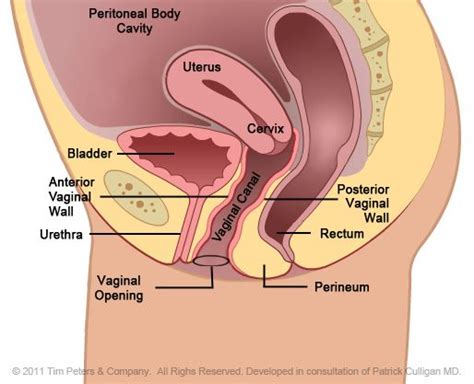 Urethra Female Anatomy Pictures Memmiblog