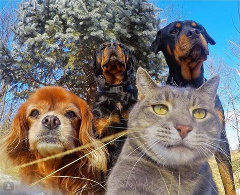 La Historia Detrás Del Gato Que Se Hace Selfies En Instagram
