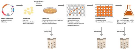 Stable Cell Line Development BIO BENCH BIO BENCH YOUR RELIABLE
