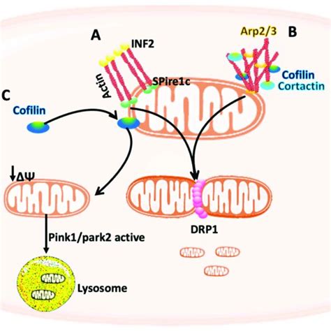 Schematic Representation Of The Crosstalk Between The ECM And