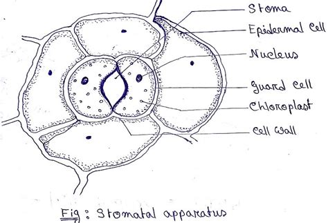 In The Following Diagram Of The Stomatal Apparatus Which Parts Are