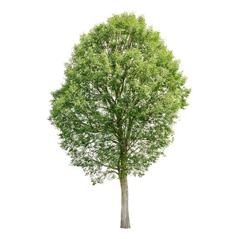 Isolated Tree PNG Transparent Isolate Trees On White Background