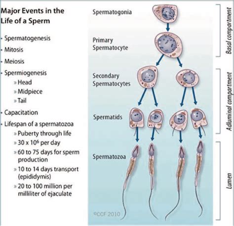 Spermiogenesis