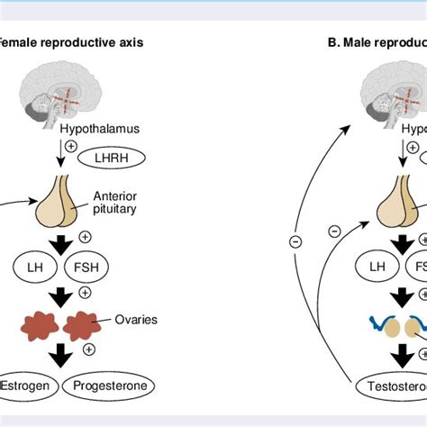 The Hypothalamic Pituitary Gonadal Axis In Males And Females The Download Scientific Diagram