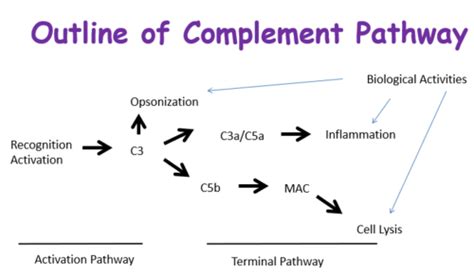 Complement System Innate Iii Flashcards Quizlet
