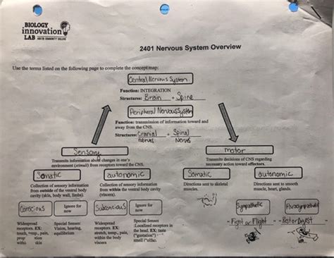 A P I Unit 3 Lecture 1 Handout Nervous System Overview Flashcards