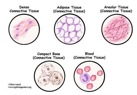 Connective Tissue
