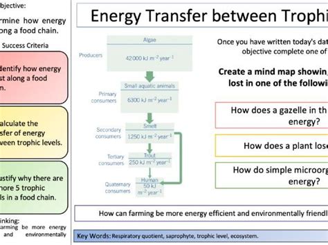 Energy Transfer Between Trophic Levels Oxford AQA A Level Biology