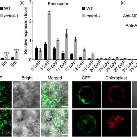 Expression Pattern And Subcellular Localization Of Zmmdh A