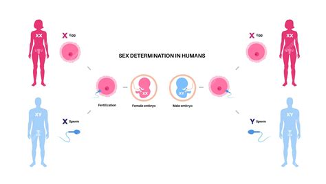 Premium Vector Sex Determination In Humans Male And Female Sperm And Eggs X And Y Chromosomes