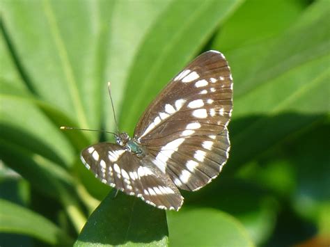 ホシミスジ珍しい生態写真や見分け方生息地食草越冬亜種などを解説 蝶と昆虫のWEBメディア