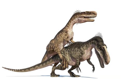 Monolophosaurus Dinosaurs Mating 1 Photograph By Roger Harris Pixels