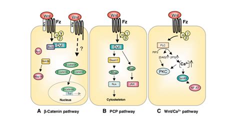 The Three Wnt Signalling Pathways And Their Main Components A The