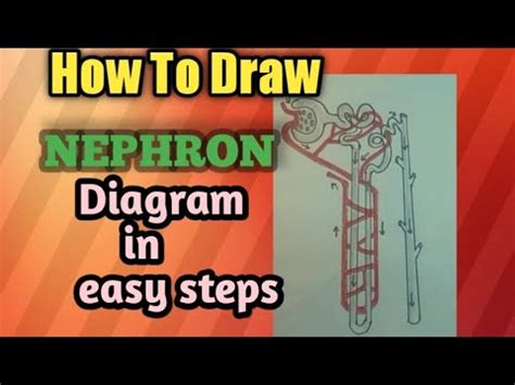 Nephron Diagram How To Draw Nephron Step By Step For Beginners YouTube