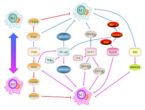 Signaling Pathways Associated With Macrophage Polarization There Are