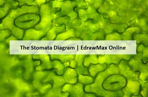 Why Do Some Aquatic Plants Have Stomata On The Upper Side Of Their