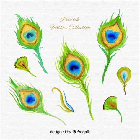 Free Vector Modern Hand Drawn Peacock Feather Collection