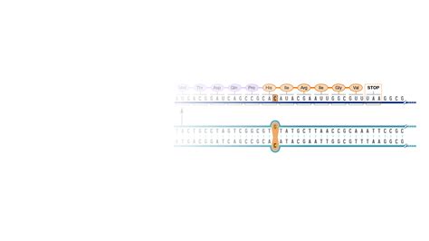 Effects Of Frameshift Mutations Webframes Org