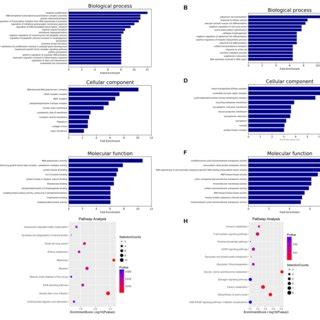 GO And KEGG Pathway Analysis Of Differentially Expressed MiRNAs In