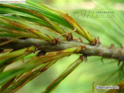 乔松Pinus griffithii McClelland 植物图片库 植物通