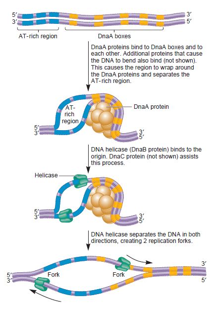 Dna Replication In Prokaryotes And Eukaryotes
