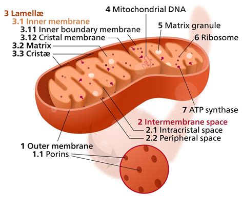 Function Of The Mitochondria Ks3