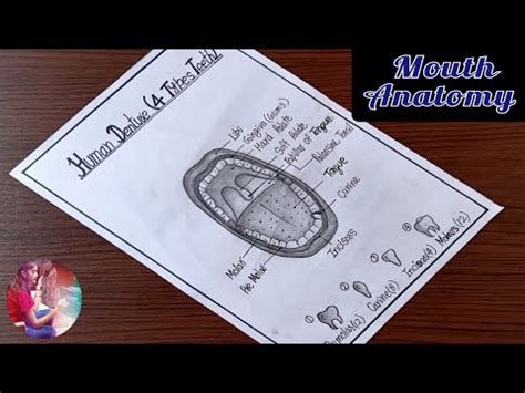 How To Draw Human Denture With 4 Types Of Teeth Diagram Drawing