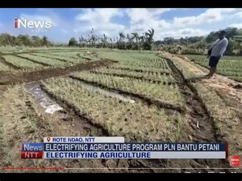 INews NTT Program Electrifying Agriculture PLN Tekan Biaya