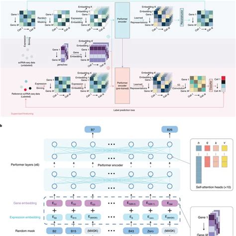 scbert as a large scale pretrained deep language model for cell type annotation of single cell