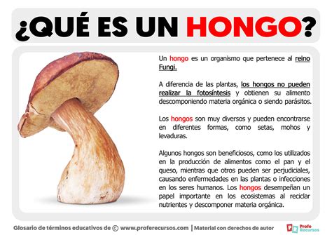 Qué es un Hongo Definición de Hongo