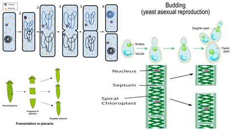 Reproduction In Plants And Their Types — Lesson Science Cbse Class 10