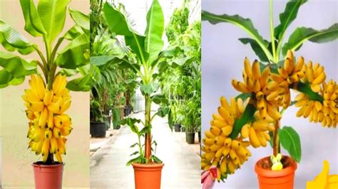 How To Grow Banana Tree From Banana Fruit Grow Banana Trees At Home
