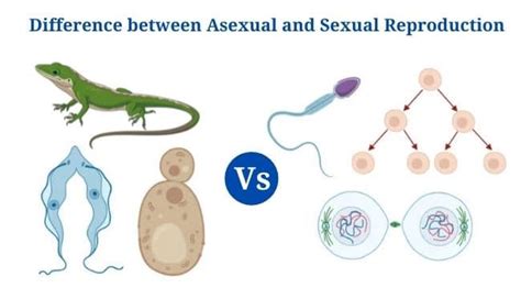 Asexual Vs Sexual Reproduction Overview 18 Differences Examples Phd Nest