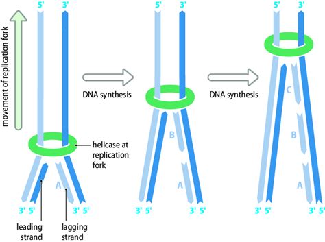 5 Semi Discontinuous Dna Replication The Enzyme Dna Helicase Opens Up Download Scientific