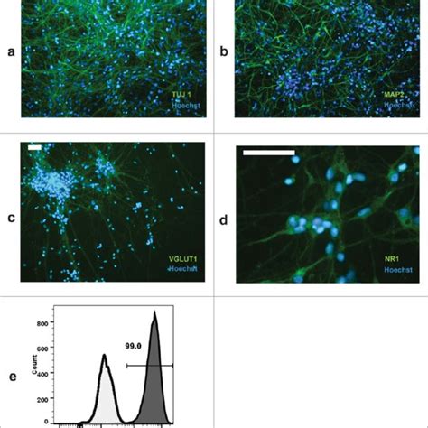 Electrophysiological Recordings Of IPSC Derived Neurons Example Traces