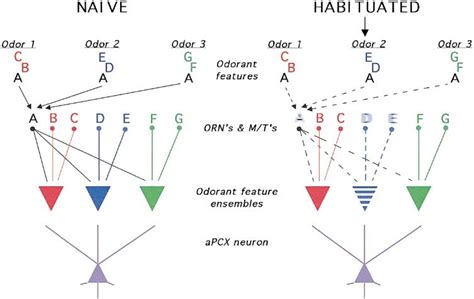 left simplified schematic representation of odor coding in olfactory download scientific