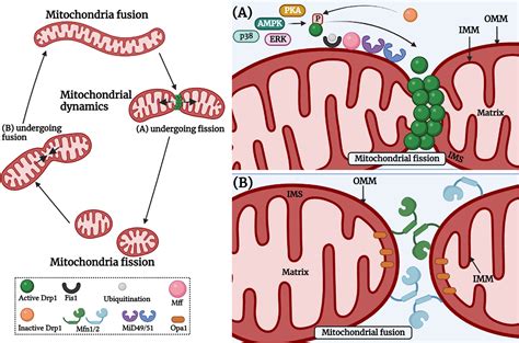 Frontiers Role Of UPRmt And Mitochondrial Dynamics In Host Immunity
