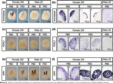 Table 1 From Sex Reversal And Comparative Data Undermine The W Chromosome And Support Z‐linked