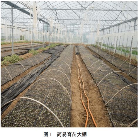 瓜菜育苗技术全方位讲解操作简单出苗率高小农户大苗场都能用 进行 种子 武汉
